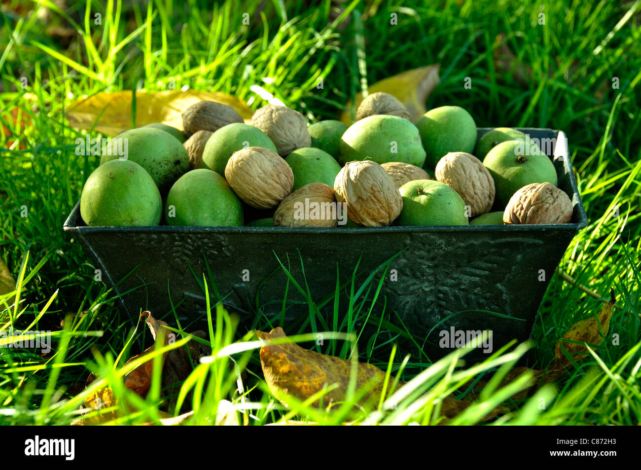 Walnuts juglans sp hi-res stock photography and images - Alamy