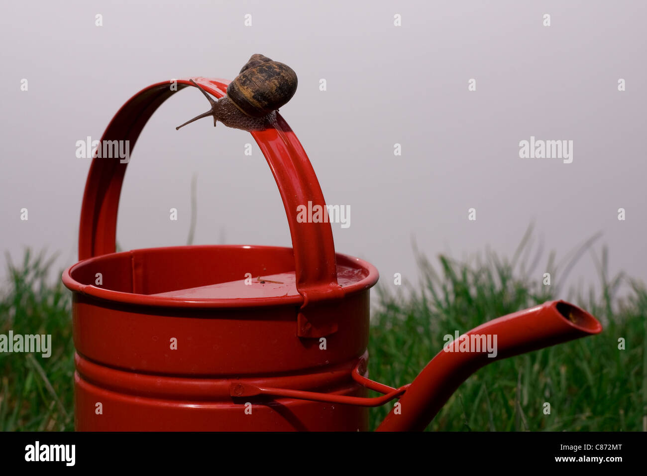 Watering can and garden snail Stock Photo - Alamy