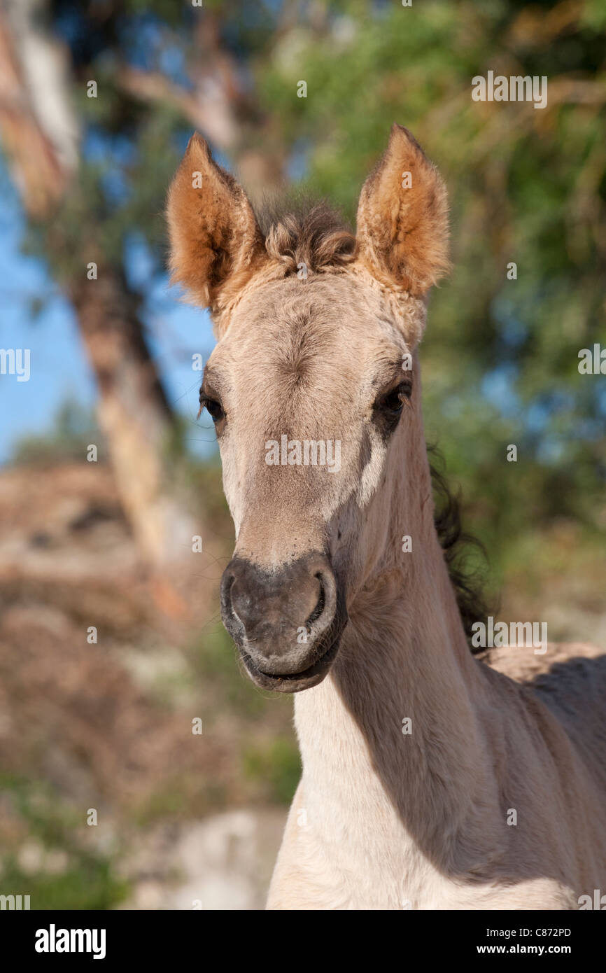 Small hardy animal hi-res stock photography and images - Alamy