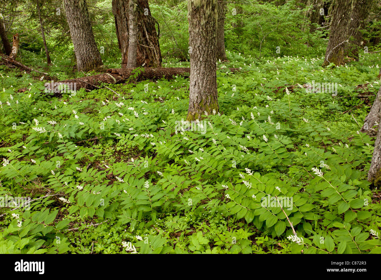 False Solomon's Seal, Solomon's plume, or False Spikenard, Maianthemum ...