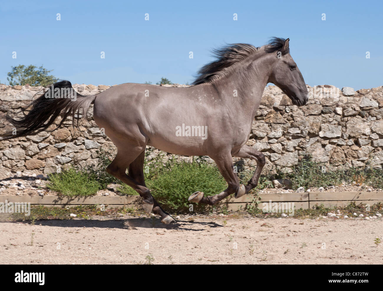 Sorraia horse rare breed animal Portugal Europe Stock Photo - Alamy