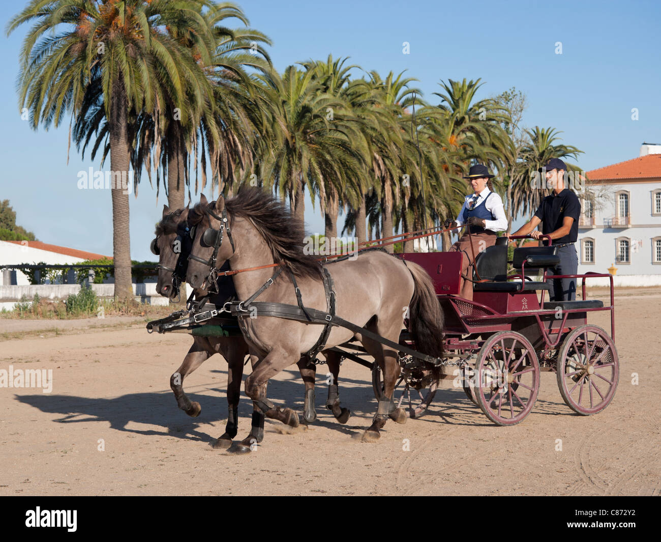Sorraia horse rare breed animal Portugal Europe Stock Photo - Alamy