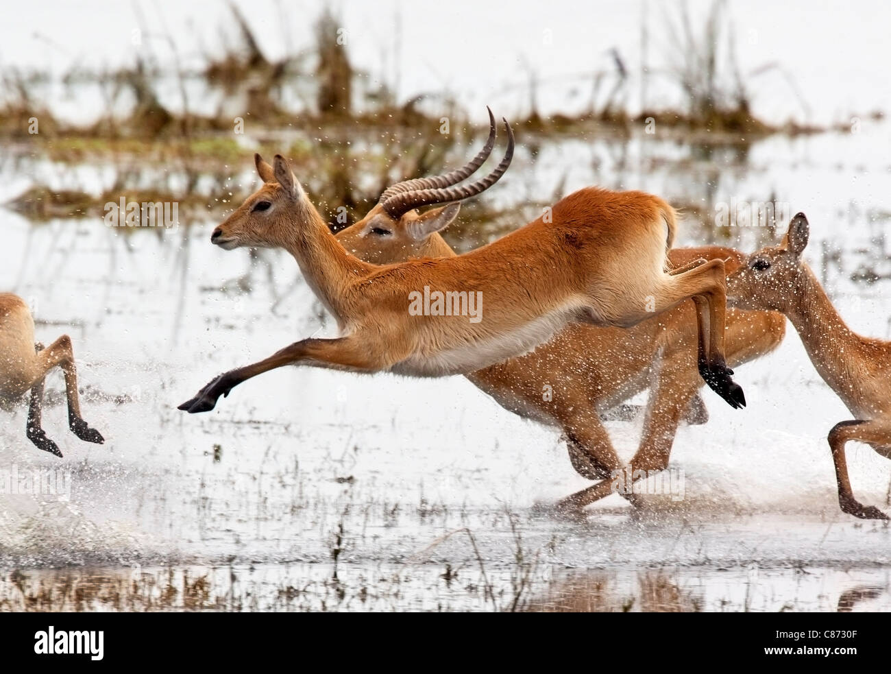 A group of Red Lechwe antelopes (Kobus leche) running through shallow ...