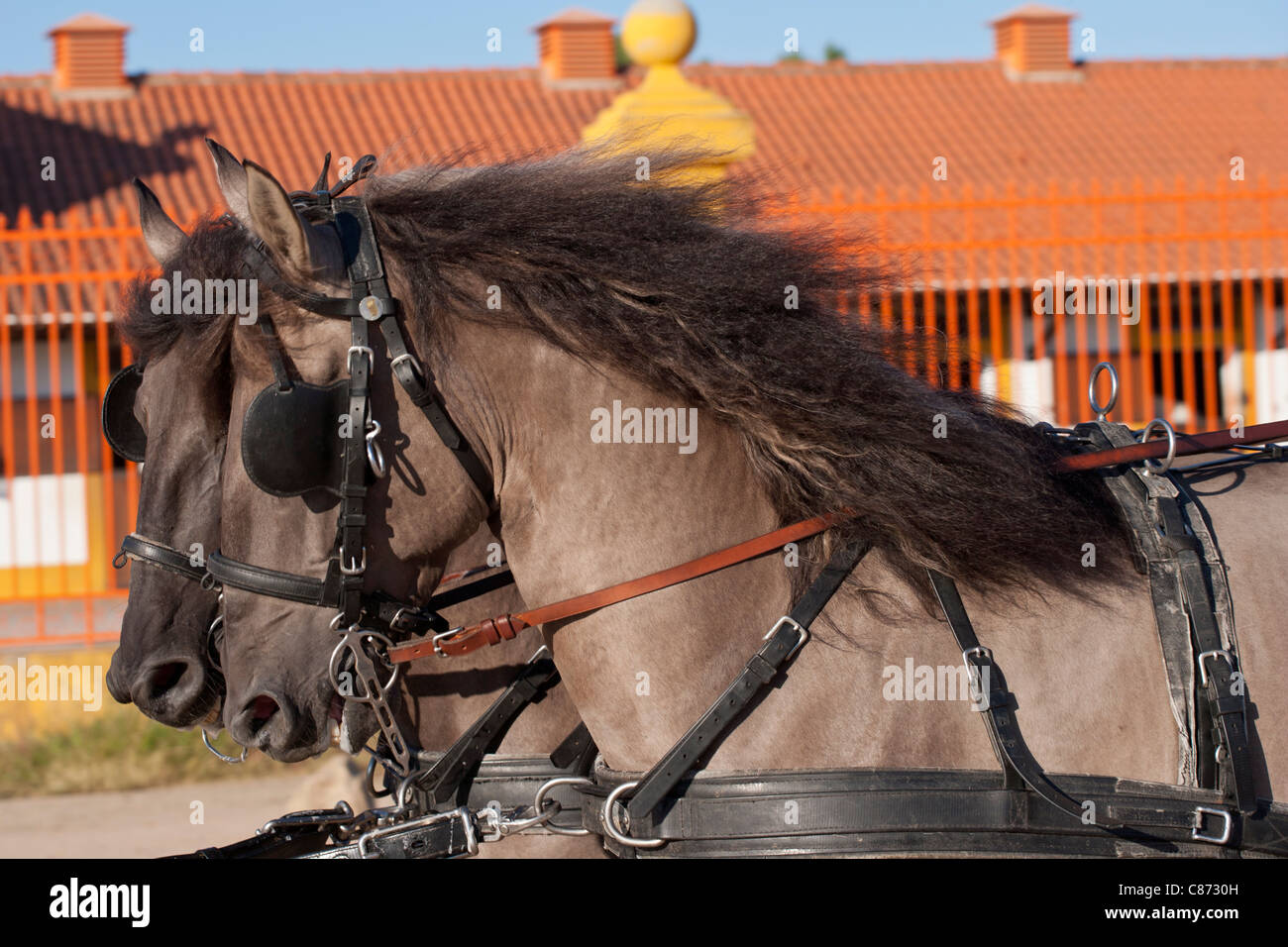 Rare portugal hi-res stock photography and images - Alamy