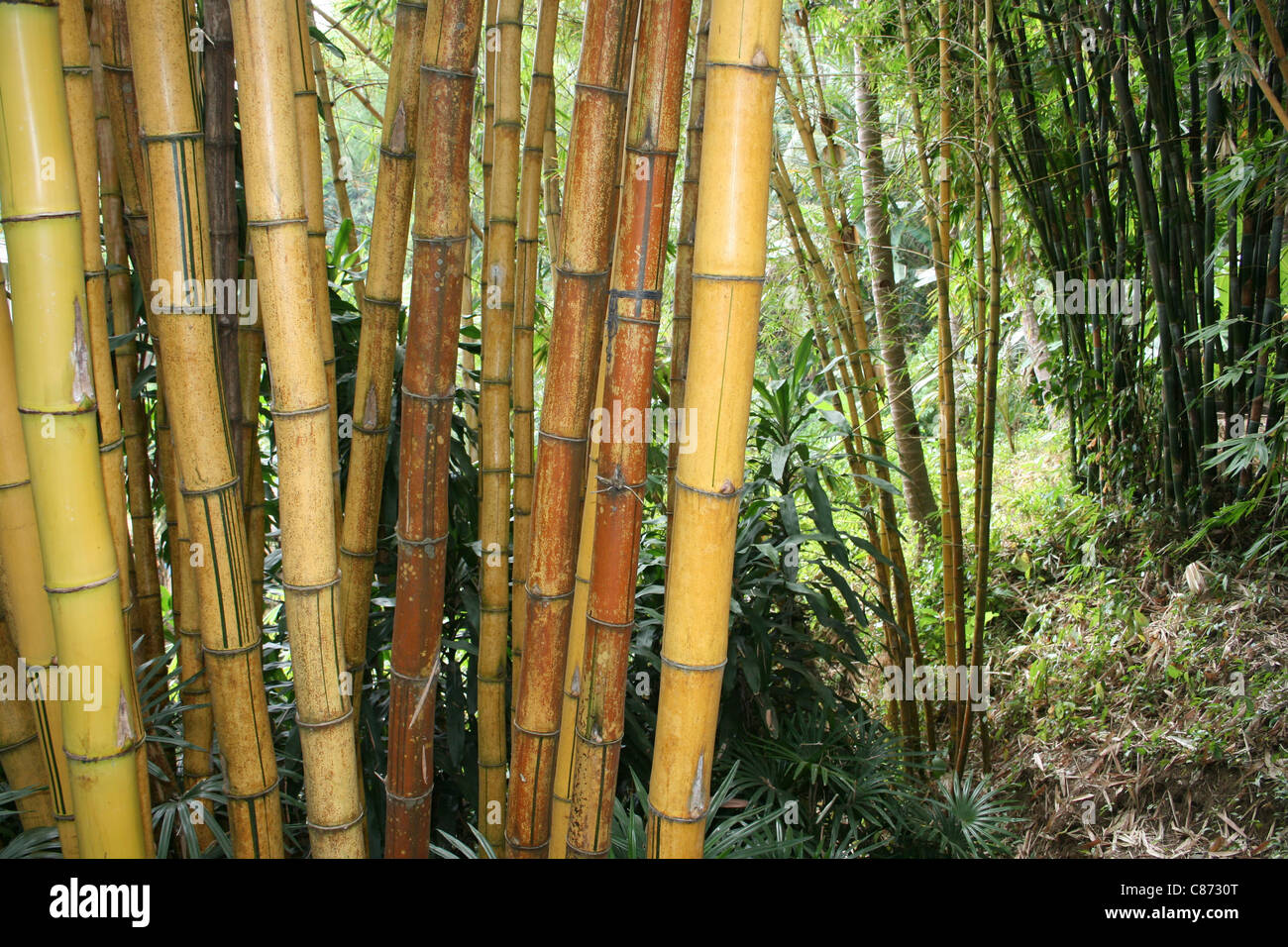 Indonesia flora hi-res stock photography and images - Alamy
