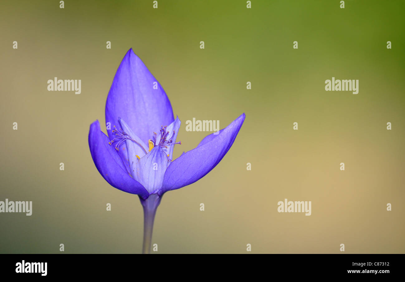 Crocus ve hi-res stock photography and images - Alamy
