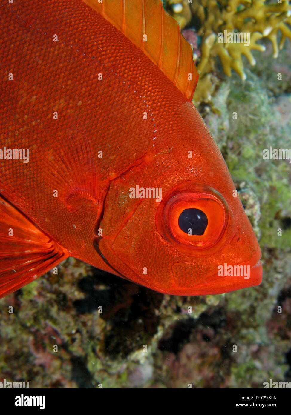 Crescent Tail Bigeye - Priacanthus hamrur Stock Photo - Alamy