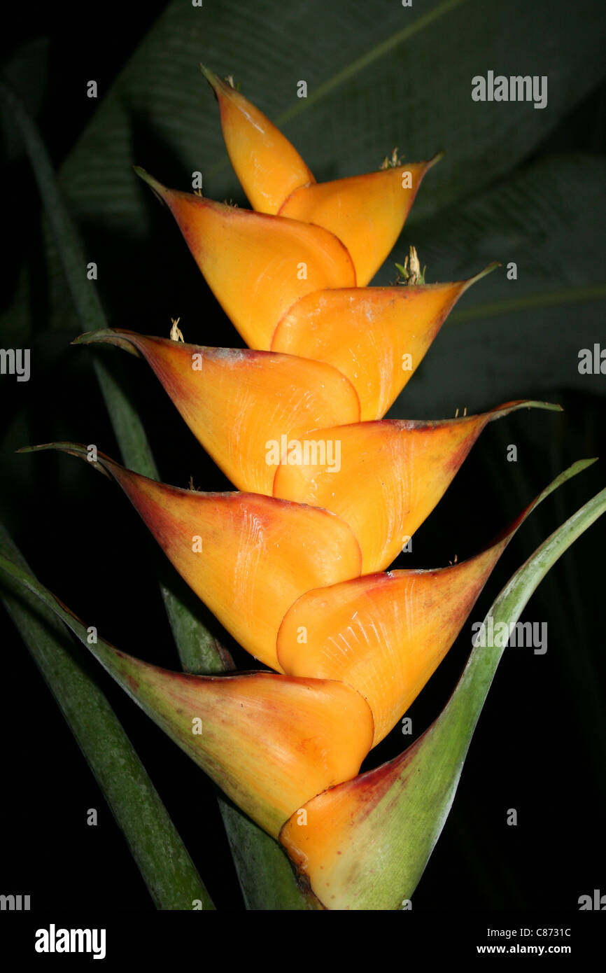 Orange Heliconia, Indonesia Stock Photo - Alamy