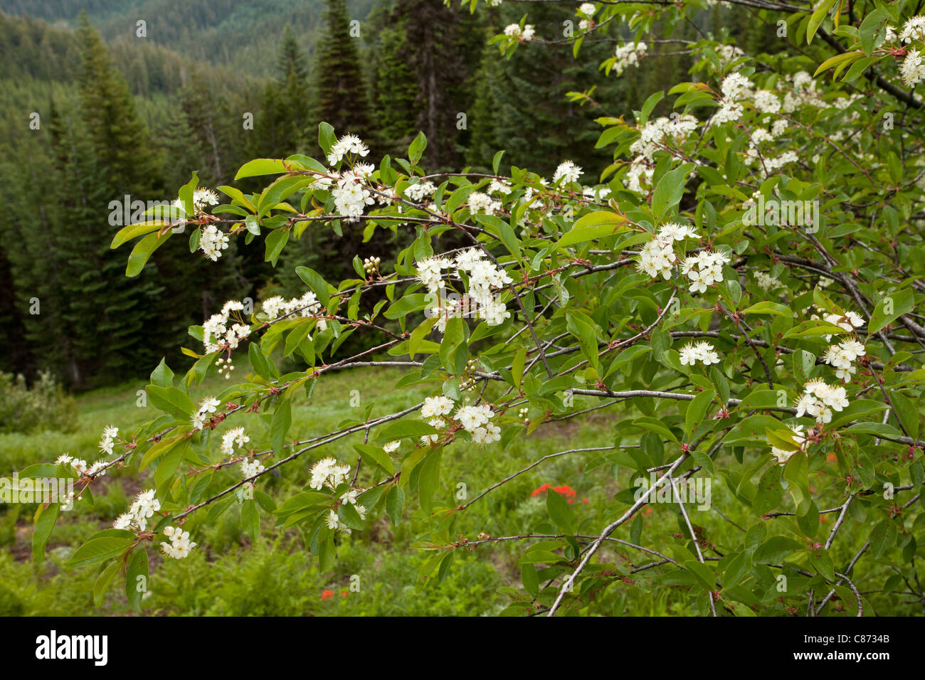 Prunus Emarginata Bitter Cherry