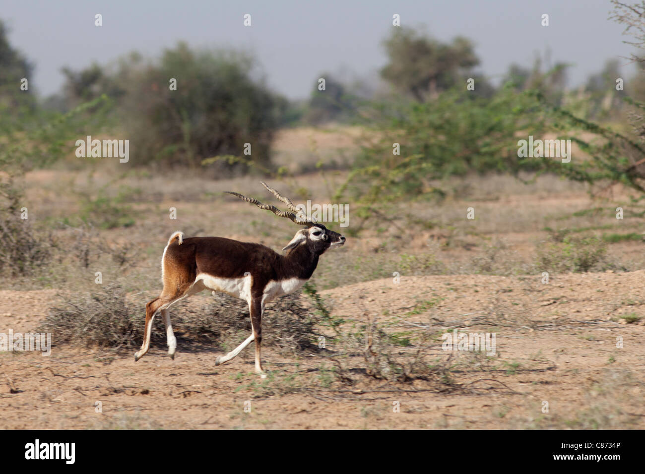 Blue bull hi-res stock photography and images - Alamy