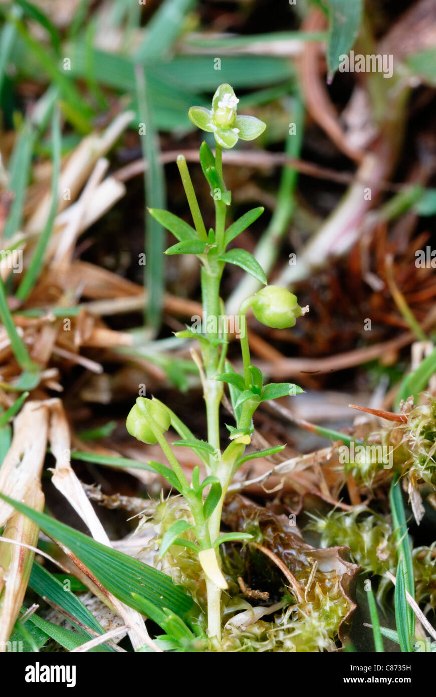 Sagina procumbens, Procumbent Pearlwort, Wales, UK Stock Photo - Alamy