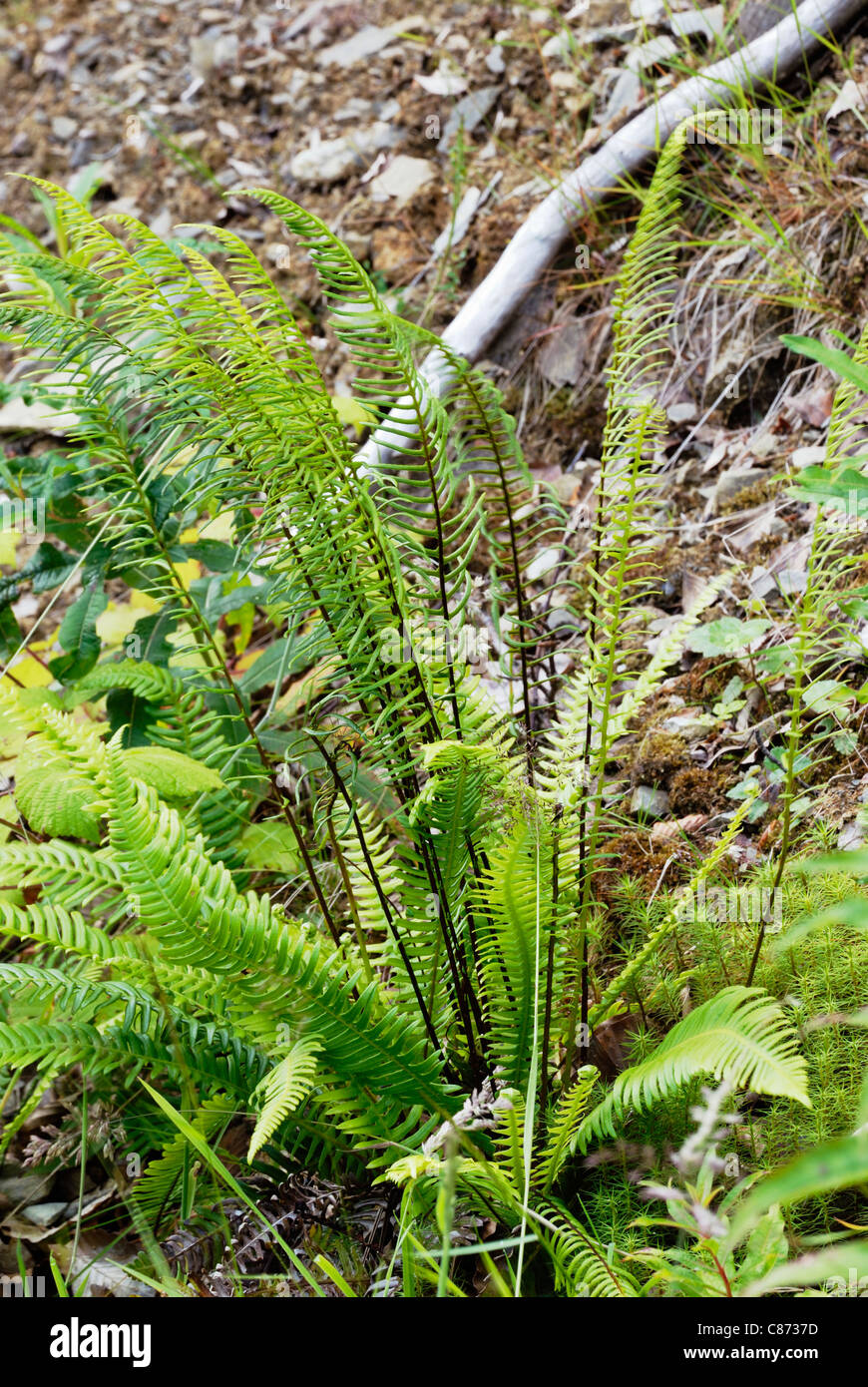 Hard Ferns High Resolution Stock Photography and Images - Alamy