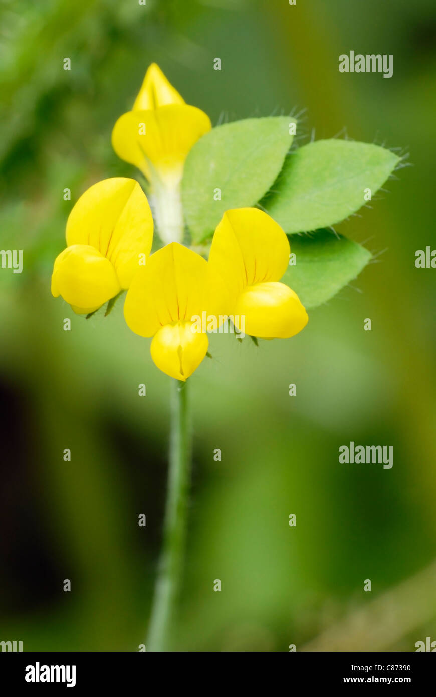 Lotus pedunculatus, Greater Birdsfoot Trefoil, Wales, UK Stock Photo ...