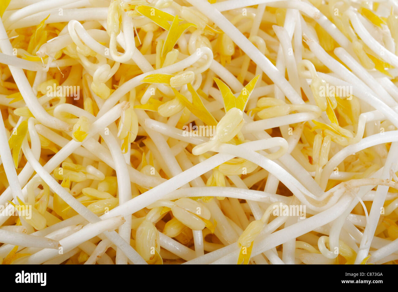 bean sprouts background Stock Photo - Alamy