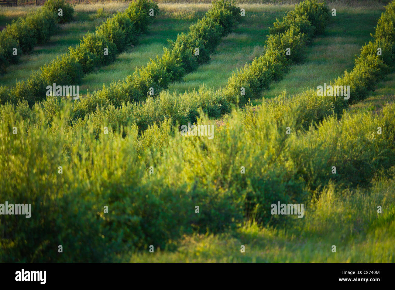 Olive trees orchard california hi-res stock photography and images - Alamy