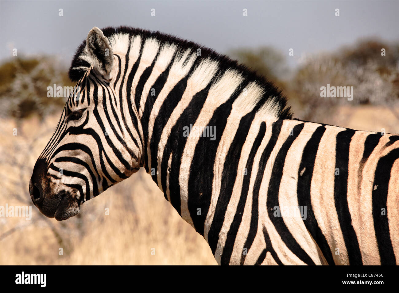 Zebra closeup hi-res stock photography and images - Alamy