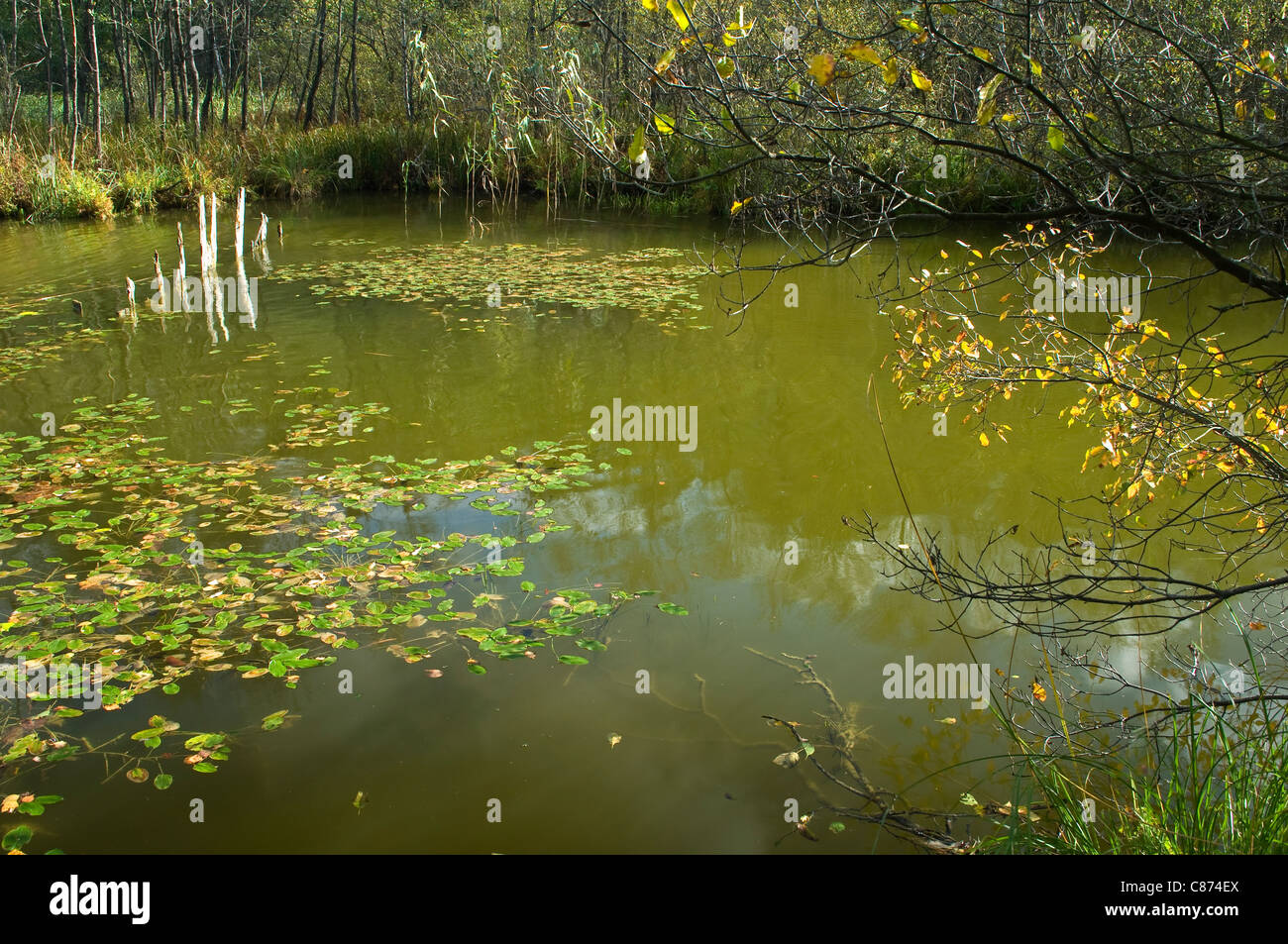 Water knotweed hi-res stock photography and images - Alamy