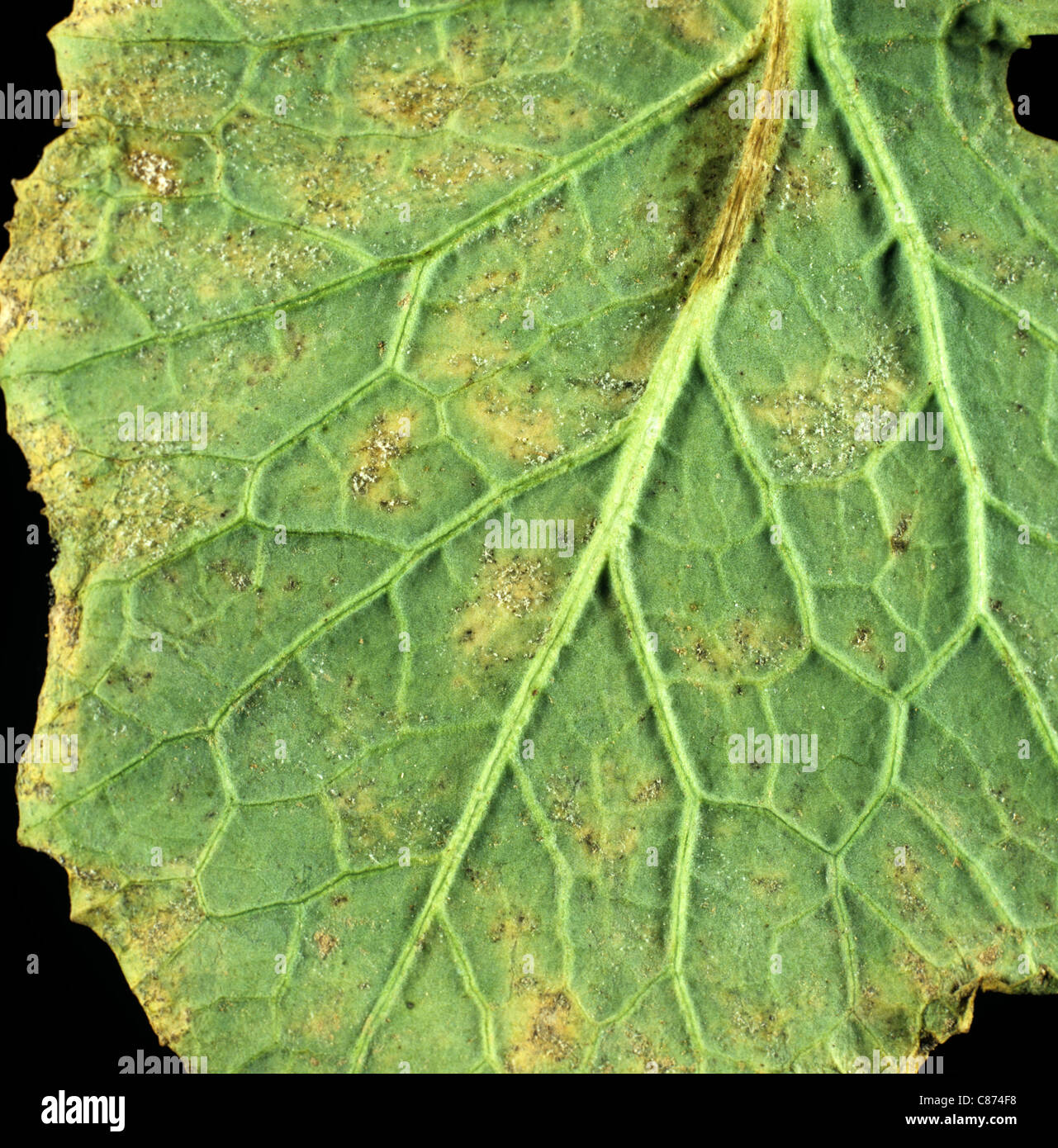 Peronospora Parasitica