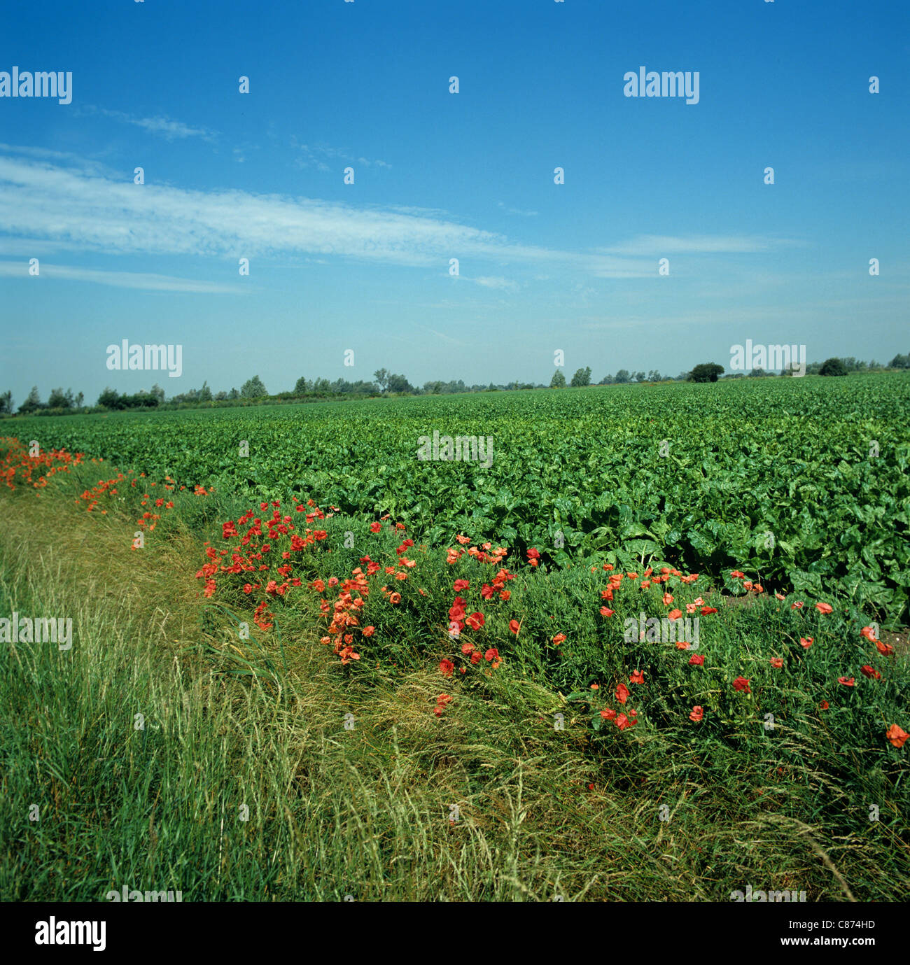 Sugar beet field on fenland with flowering corn poppies on the margin ...