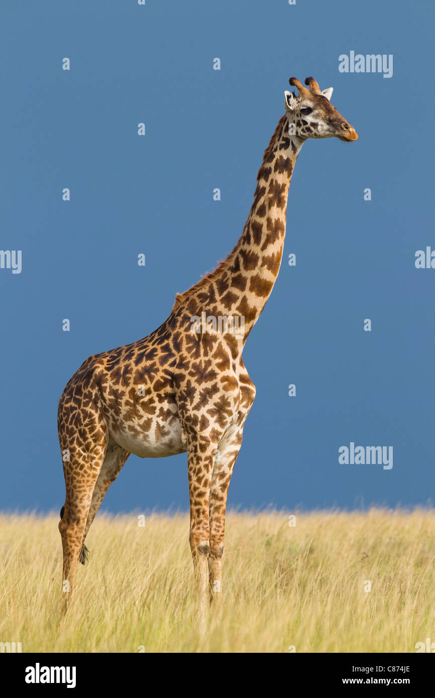Single giraffe standing in field hi-res stock photography and images ...