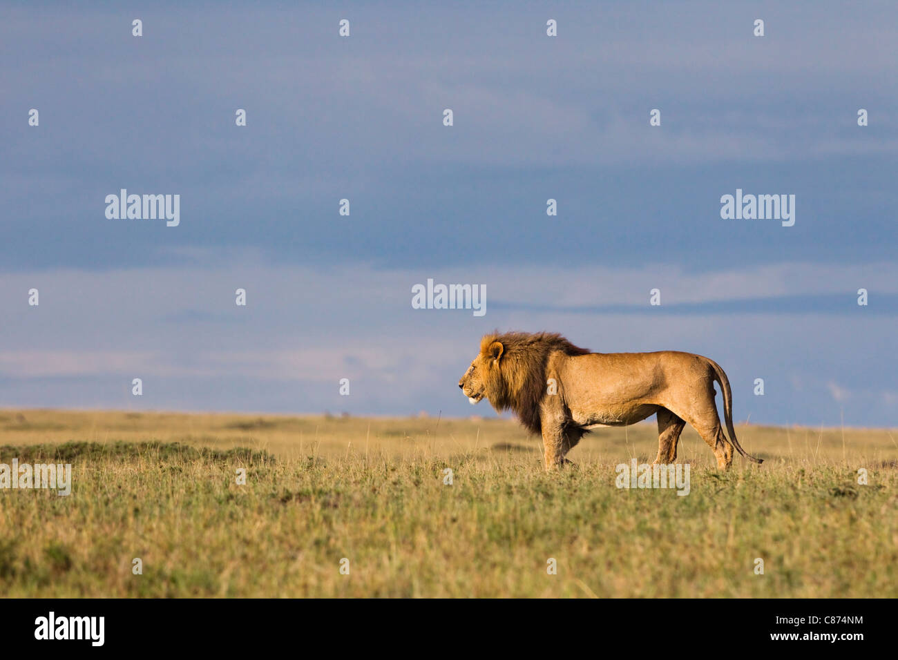 Full body profile lion hi-res stock photography and images - Alamy