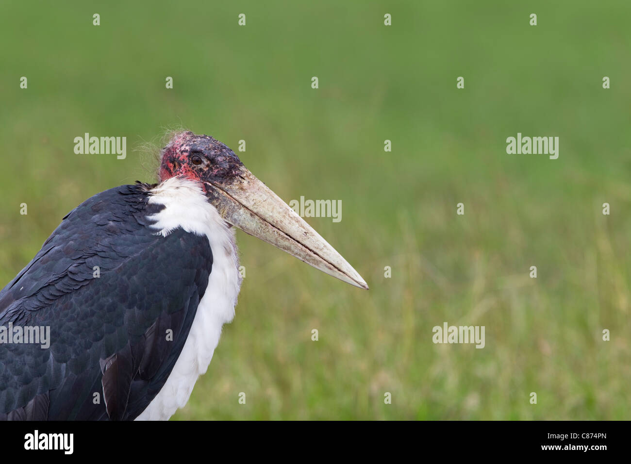 Marabou Stork, Masai Mara National Reserve, Kenya Stock Photo - Alamy