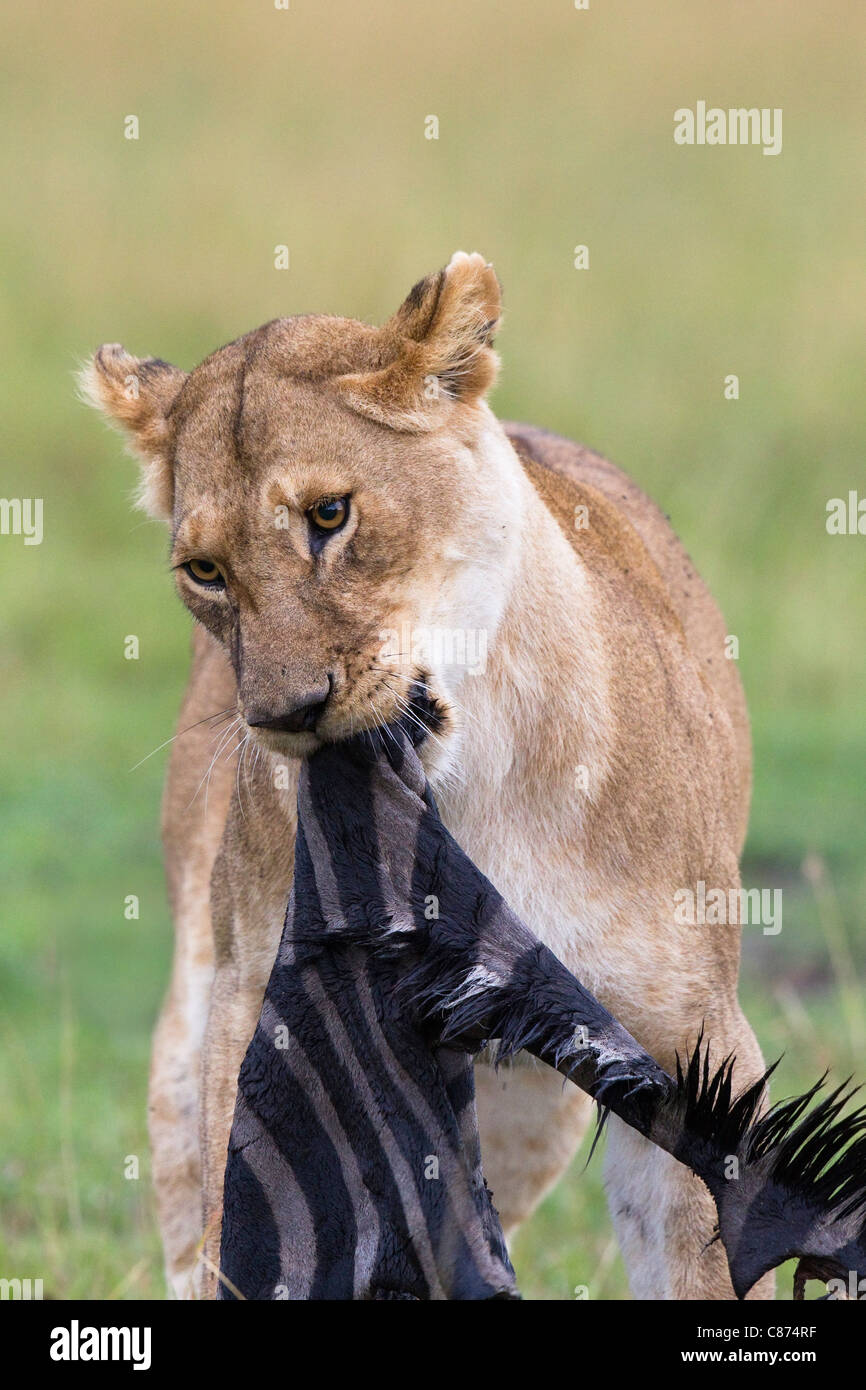 Lioness eating Zebra, Masai Mara National Reserve, Kenya Stock Photo ...
