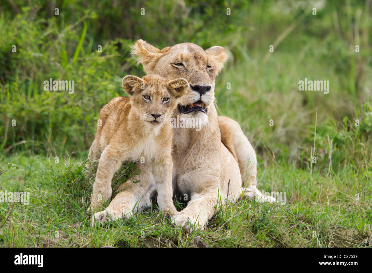 Lion with Cub, Masai Mara National Reserve, Kenya Stock Photo - Alamy