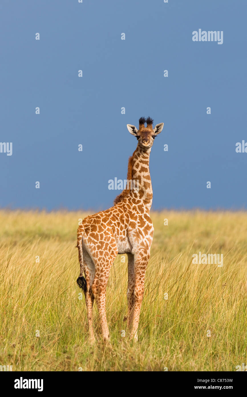 Masai Giraffe Calf, Masai Mara National Reserve, Kenya Stock Photo - Alamy