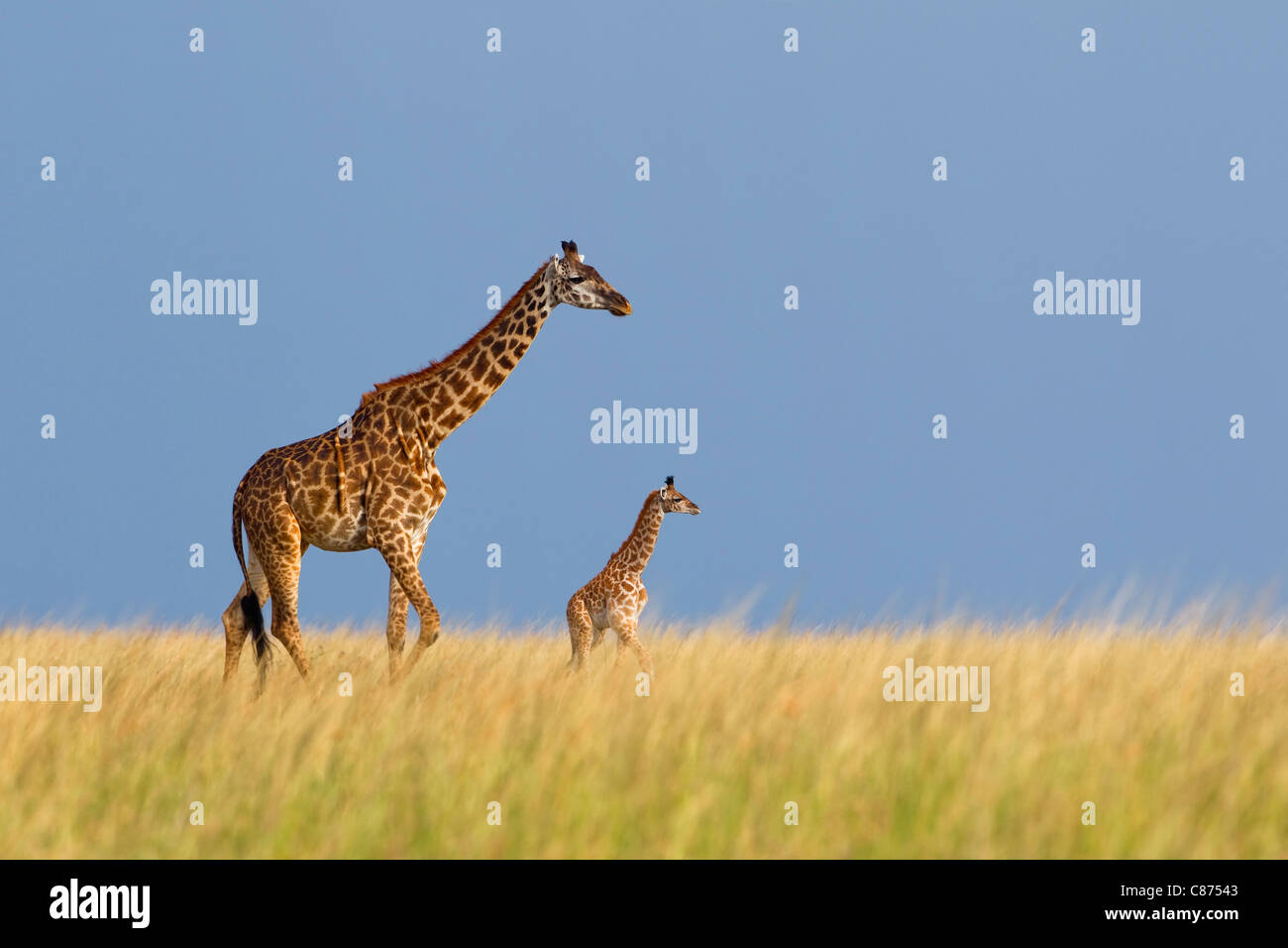 Masai Giraffe with Calf, Masai Mara National Reserve, Kenya Stock Photo ...