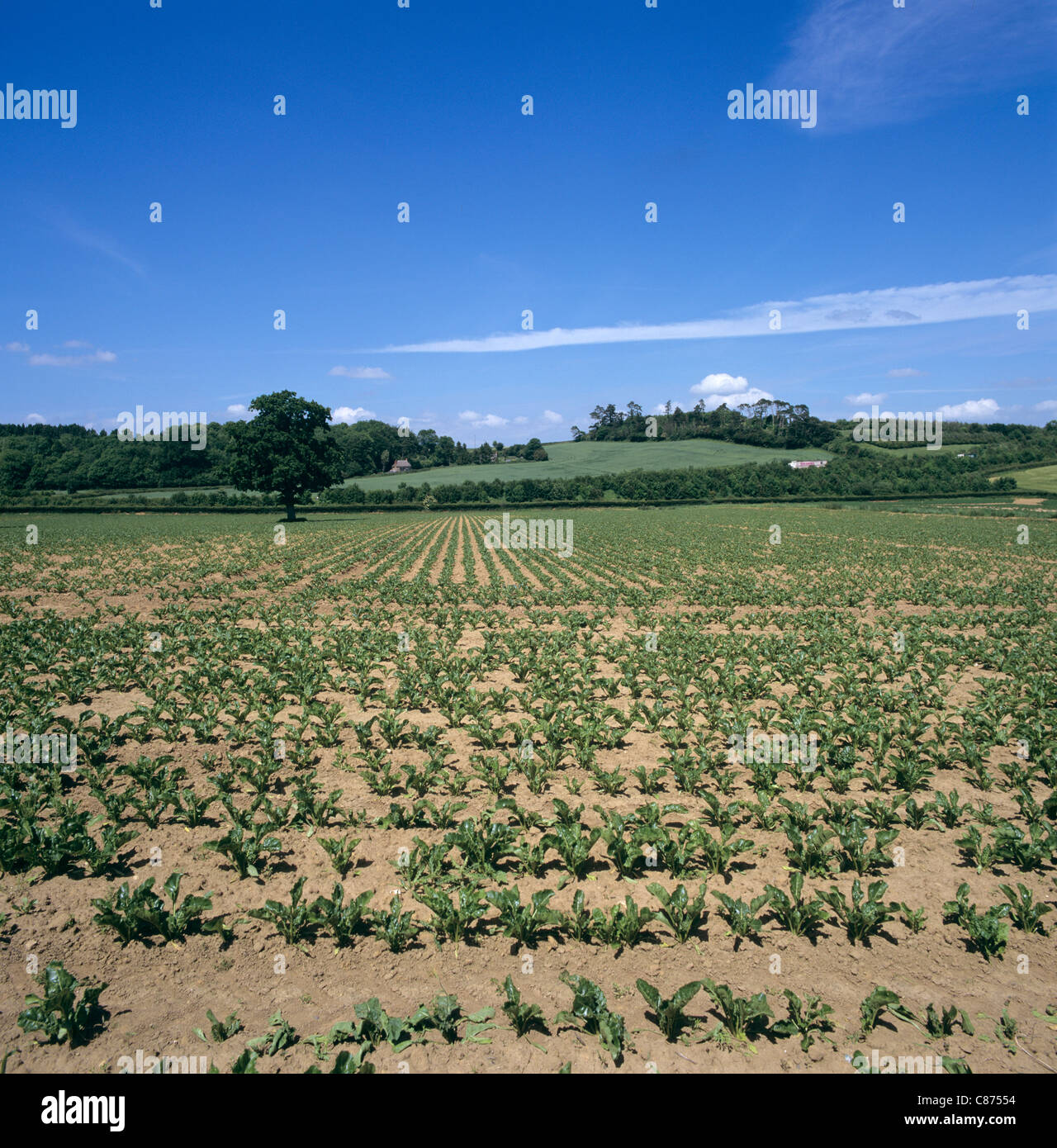Sugar beet crop hi-res stock photography and images - Alamy