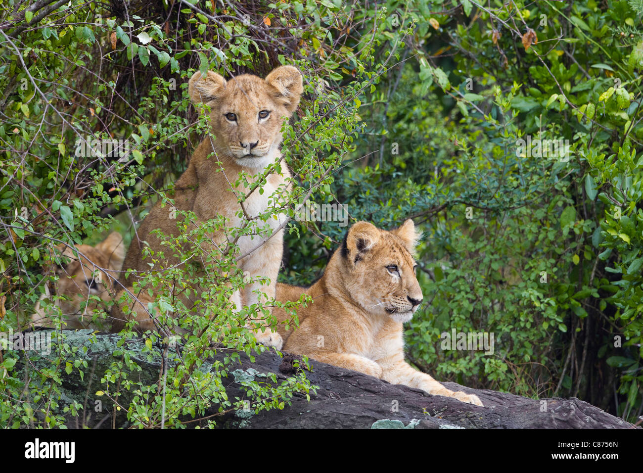 Lion Cubs, Masai Mara National Reserve, Kenya Stock Photo - Alamy