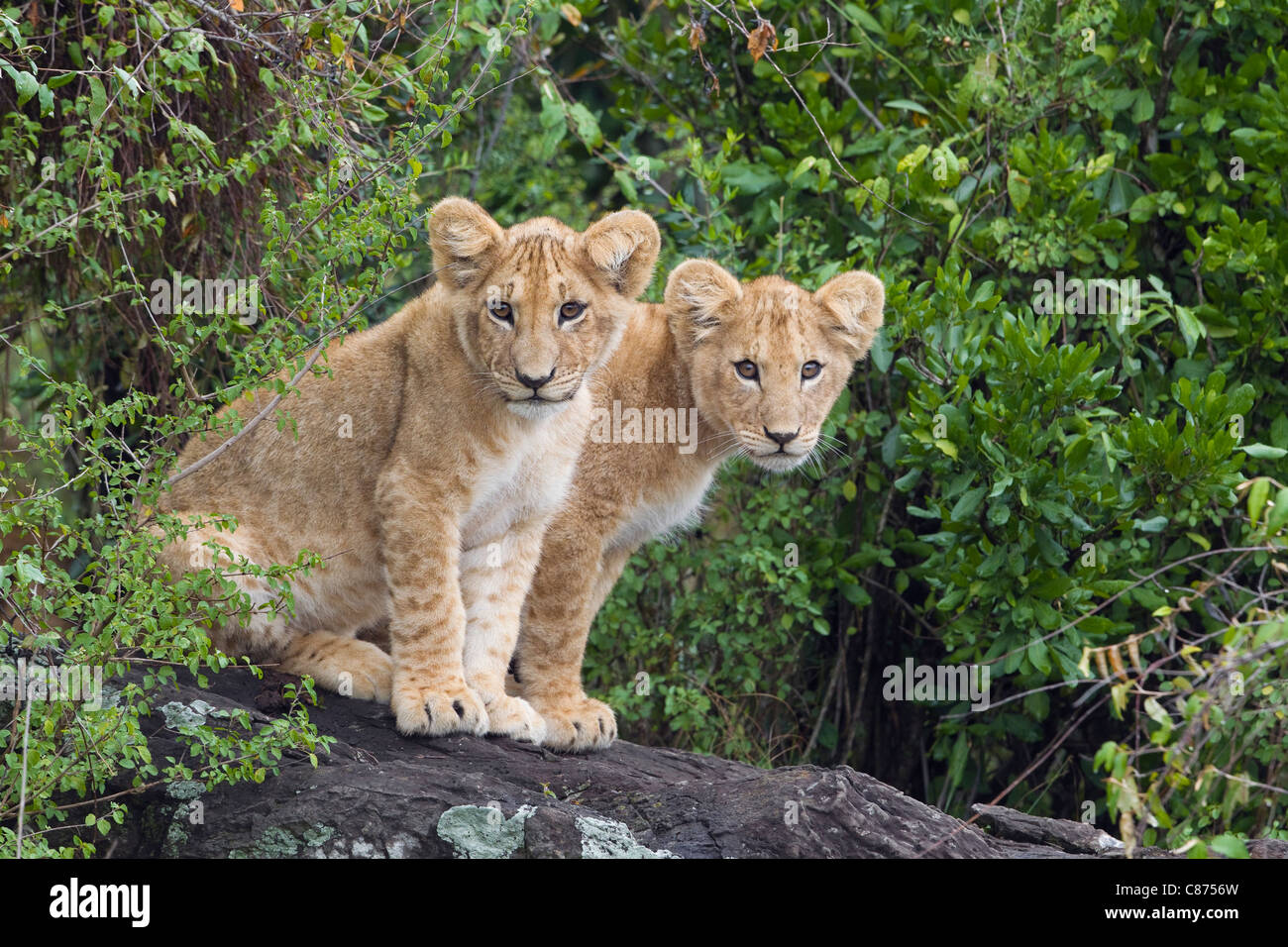 Lion Cubs, Masai Mara National Reserve, Kenya Stock Photo - Alamy