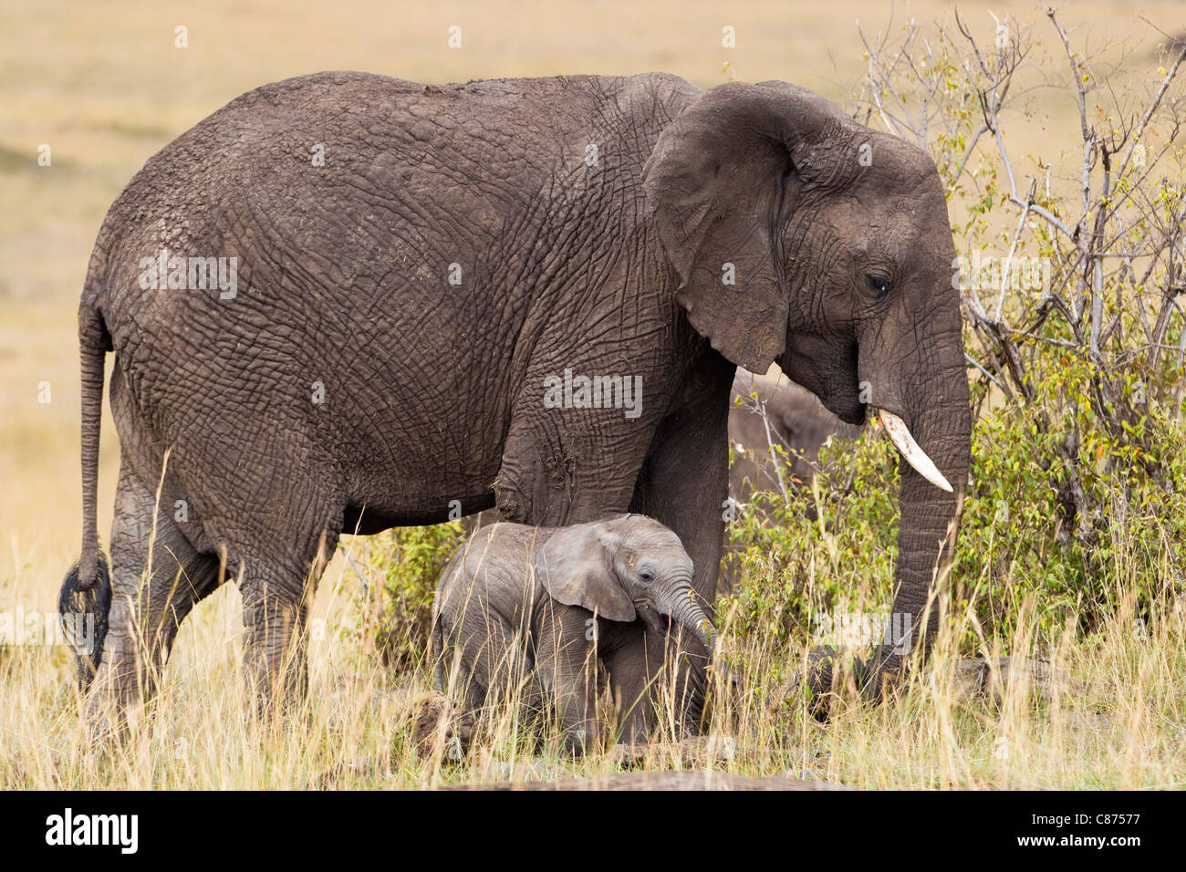 Kenya, masai mara, elephant with calf hi-res stock photography and ...