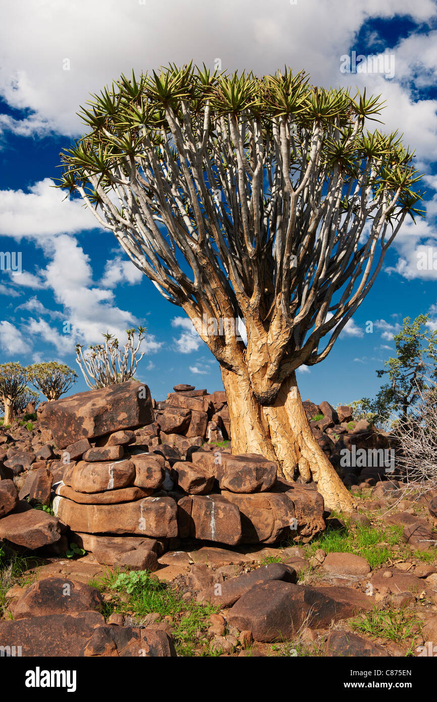 Quiver tree forest, Aloe dichotoma, Farm Garas, Mesosaurus Fossil Site ...