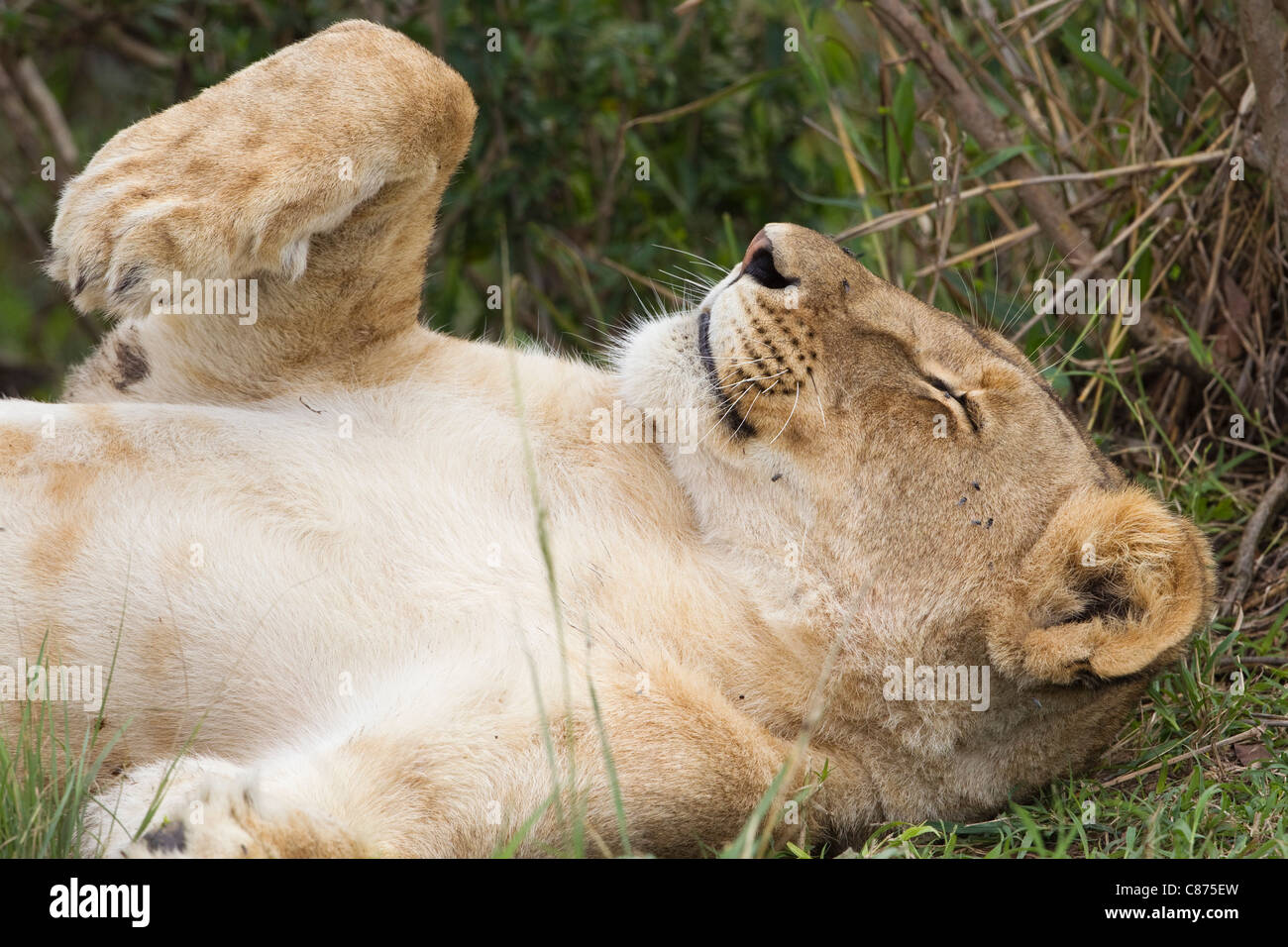 Lioness resting peacefully in hi-res stock photography and images - Alamy