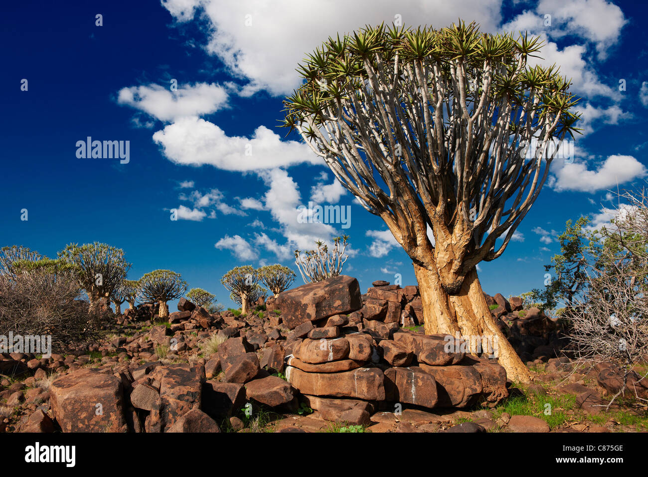 Quiver tree forest, Aloe dichotoma, Farm Garas, Mesosaurus Fossil Site ...