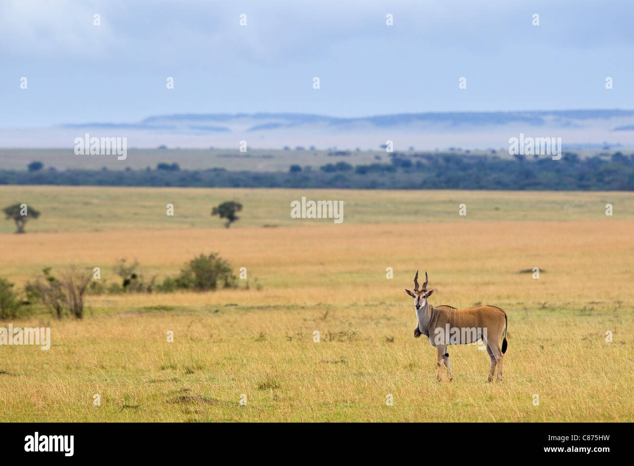 Common Eland, Masai Mara National Reserve, Kenya Stock Photo - Alamy