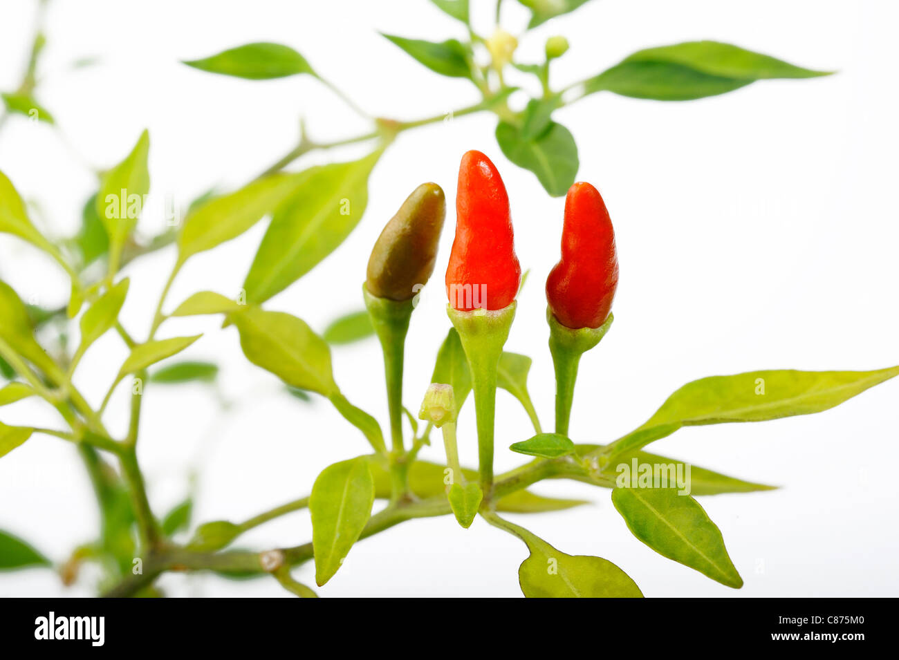 Pepper tree hi-res stock photography and images - Alamy