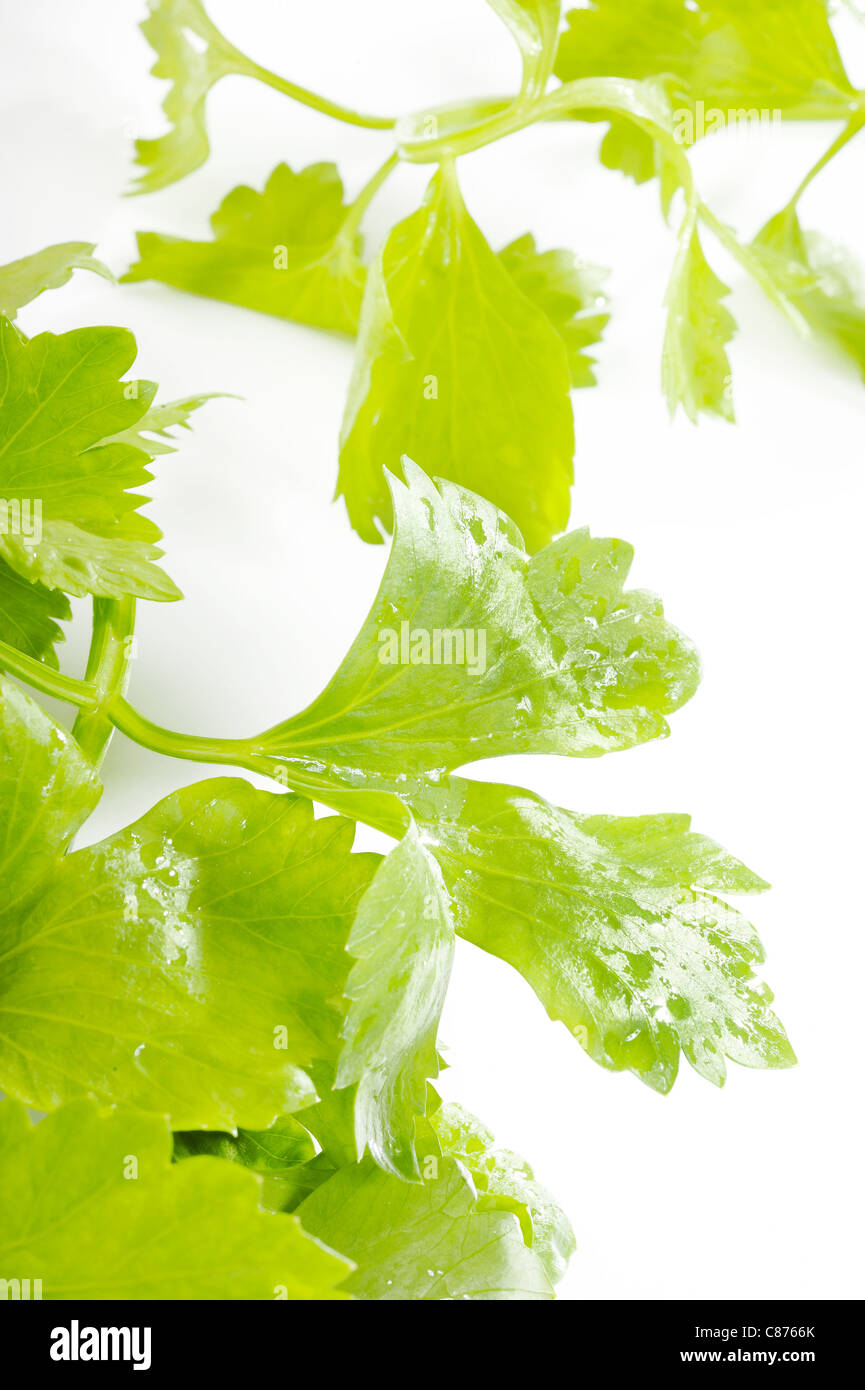 Fresh celery herb hi-res stock photography and images - Alamy
