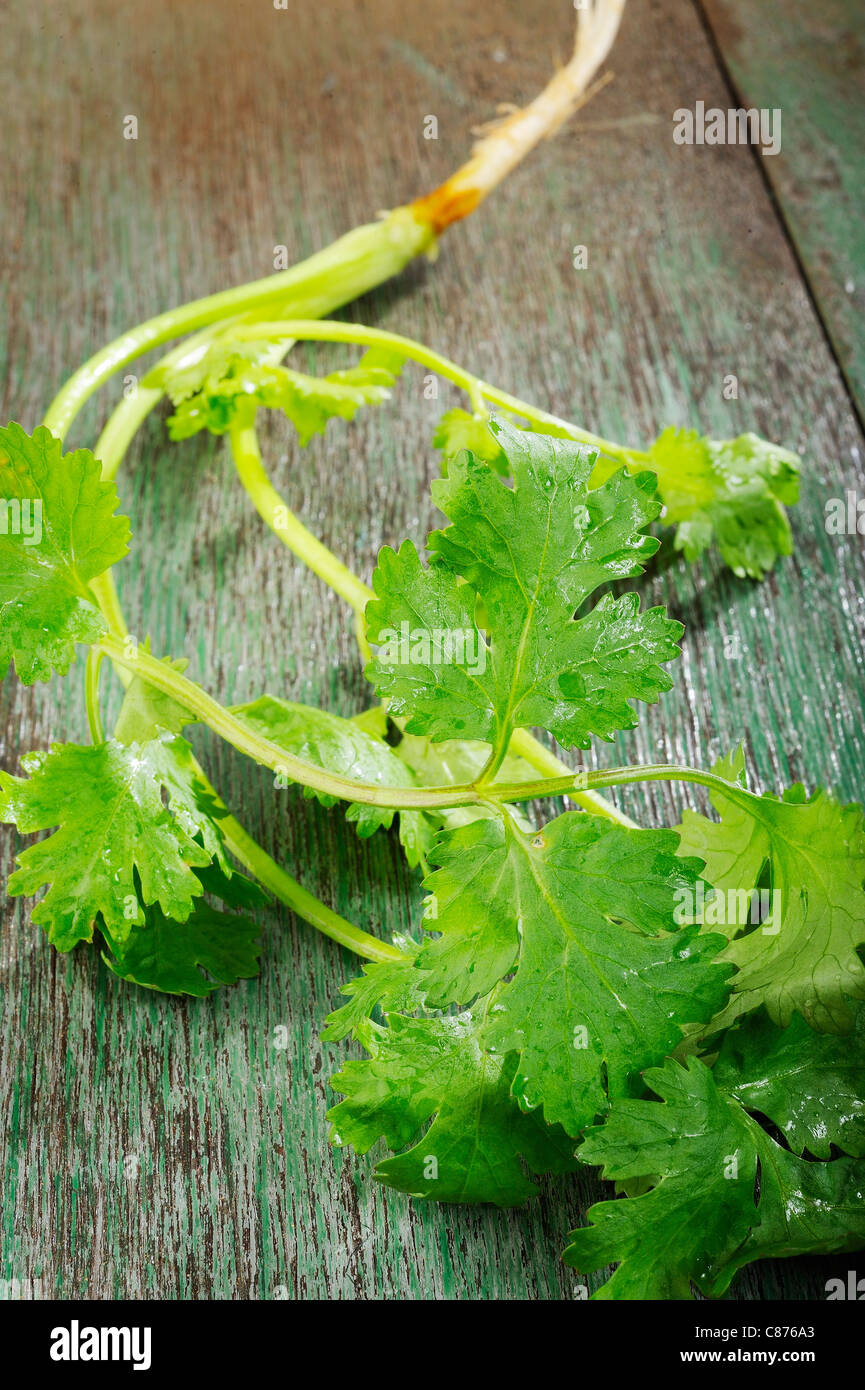 Coriander leaves hi-res stock photography and images - Alamy