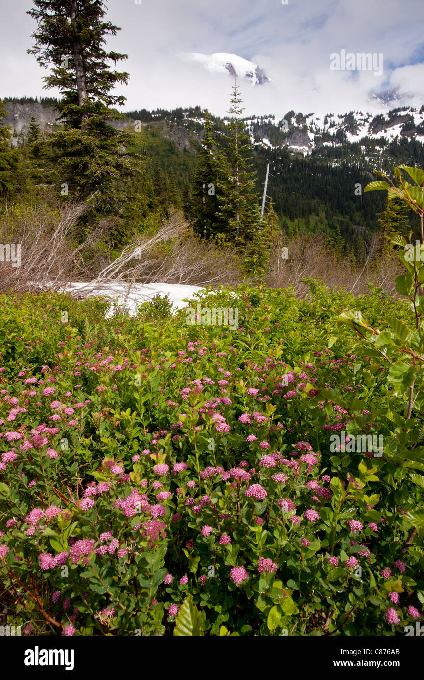 Spiraea densiflora hi-res stock photography and images - Alamy