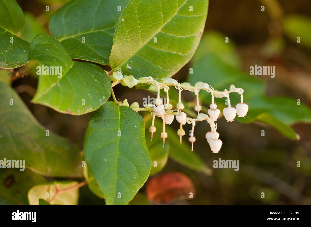 Salal, Gaultheria shallon in flower. In woodland, Oregon Stock Photo ...