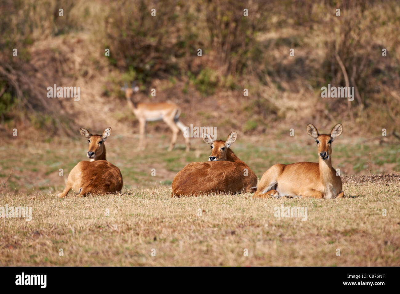 Female puku High Resolution Stock Photography and Images - Alamy