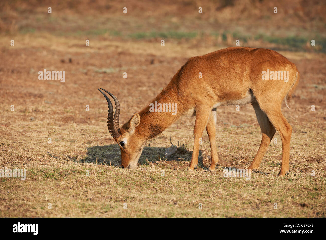 Puku at south luangwa national park hi-res stock photography and images ...