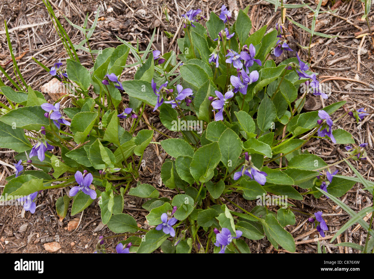 A violet, Viola adunca, on mount eddy, california Stock Photo - Alamy