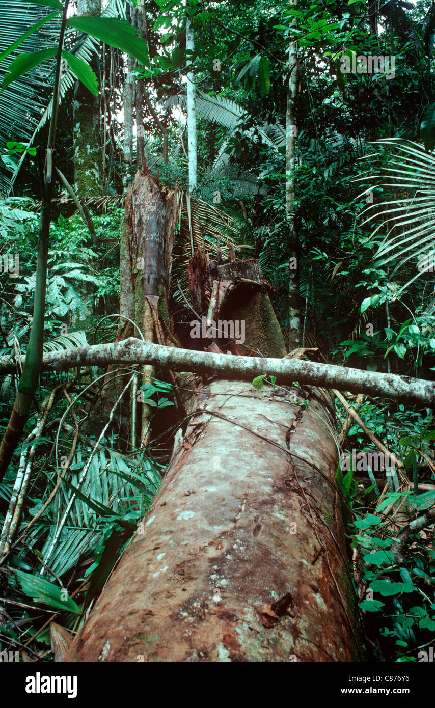 Amazonian rainforest with numerous plants growing in the light gap ...