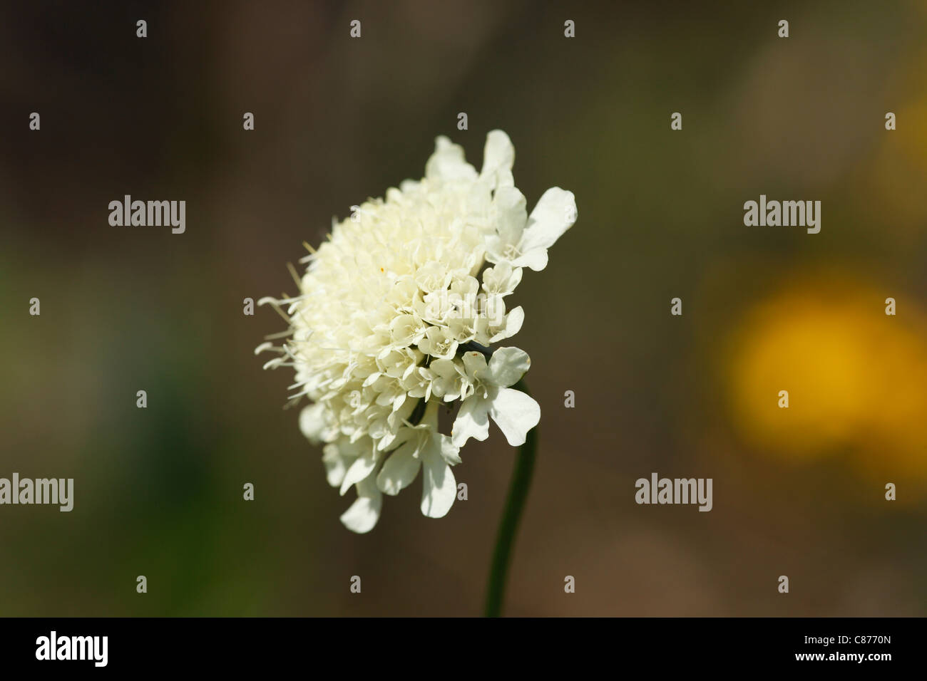 Cream pincushion hi-res stock photography and images - Alamy