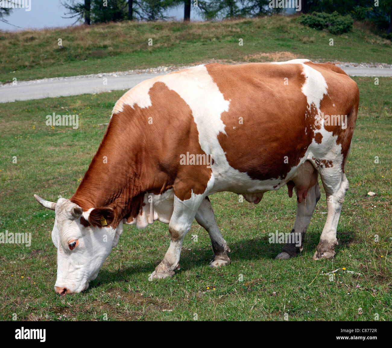 cow in Austria alps Stock Photo - Alamy