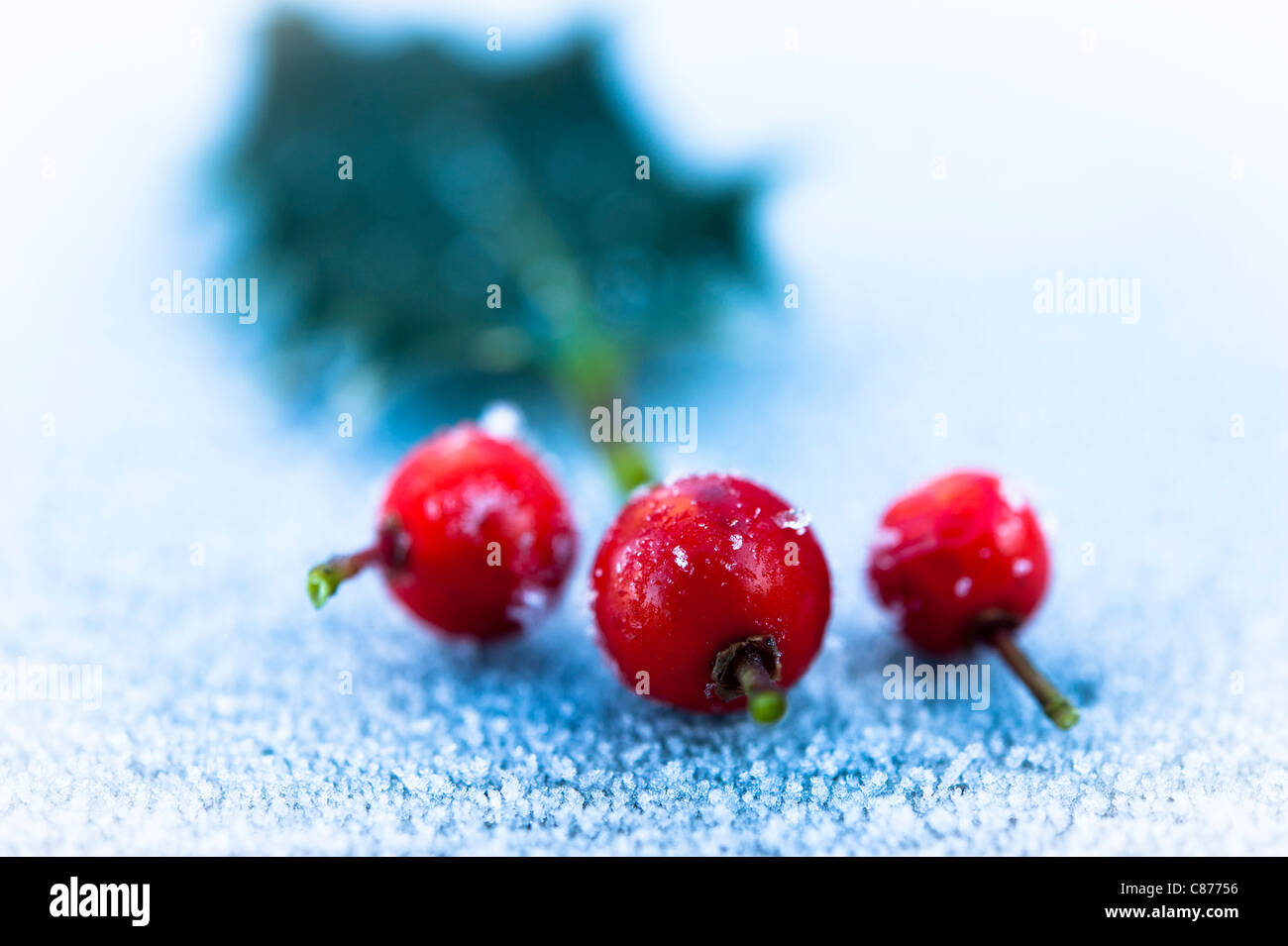 Frozen holly hi-res stock photography and images - Alamy